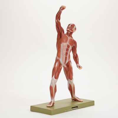Somso® Human Muscular Male Model | Carolina Biological Supply