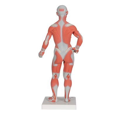 3B® Miniature Human Muscular Figure | Carolina Biological Supply