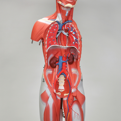 3B® Human Muscular Male and Female Model | Carolina Biological Supply