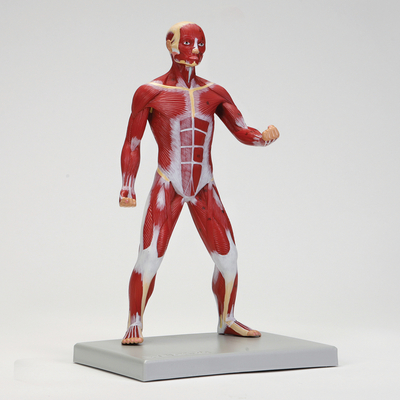 Altay Miniature Human Muscular Figure | Carolina Biological Supply