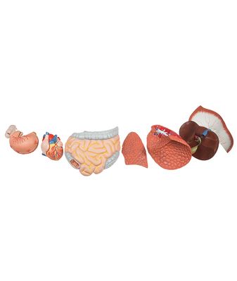 3B® Life-Size Human Male Muscular Figure Model | Carolina Biological Supply