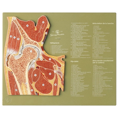 Somso® Human Hip Cross-Section Model | Carolina Biological Supply