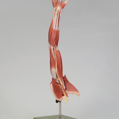 Somso Human Arm and Shoulder Girdle Model | Carolina Biological Supply