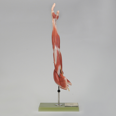Somso Human Arm and Shoulder Girdle Model | Carolina Biological Supply