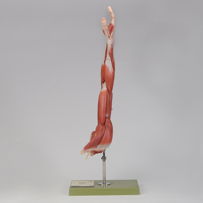 Somso Human Arm and Shoulder Girdle Model | Carolina Biological Supply