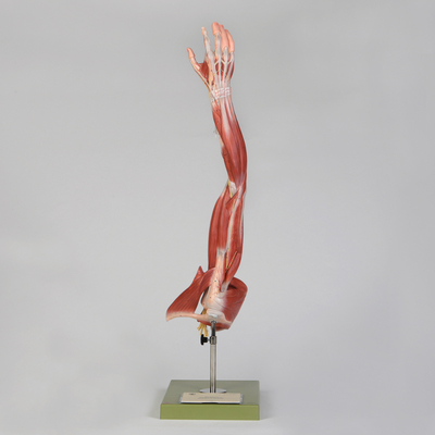Somso Human Arm and Shoulder Girdle Model | Carolina Biological Supply