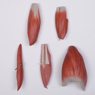 Somso Human Arm and Shoulder Girdle Model | Carolina Biological Supply