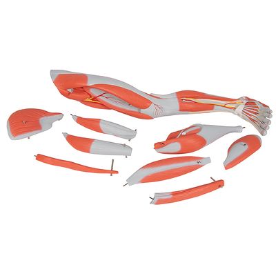 3B® Human Left Leg Model | Carolina Biological Supply