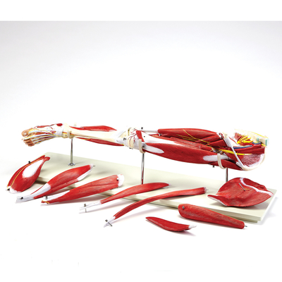 Altay Human Muscular Leg Model | Carolina Biological Supply