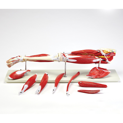 Altay Human Muscular Leg Model | Carolina Biological Supply