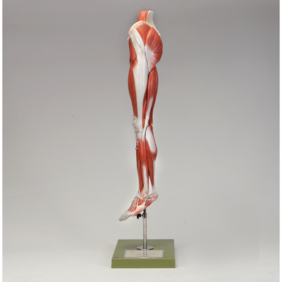 Somso Human Leg and Portion of Pelvis Model | Carolina Biological Supply