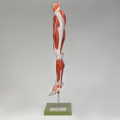 Somso Human Leg and Portion of Pelvis Model | Carolina Biological Supply