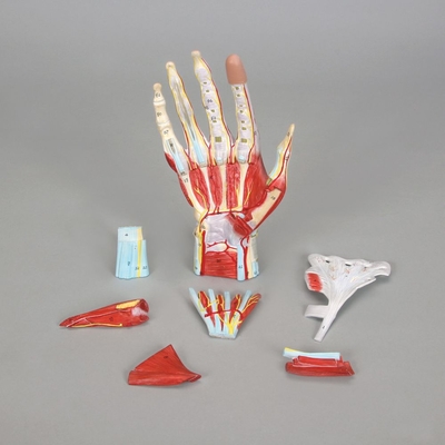 Altay Human Hand Dissection Model | Carolina Biological Supply