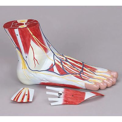 Altay® Human Foot and Ankle Model | Carolina Biological Supply