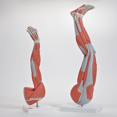 3B® Human Limb Models Set | Carolina Biological Supply