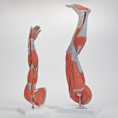 3B® Human Limb Models Set | Carolina Biological Supply