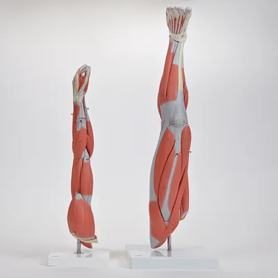 3B® Human Limb Models Set | Carolina Biological Supply