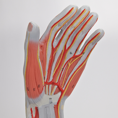 3B® Human Limb Models Set | Carolina Biological Supply