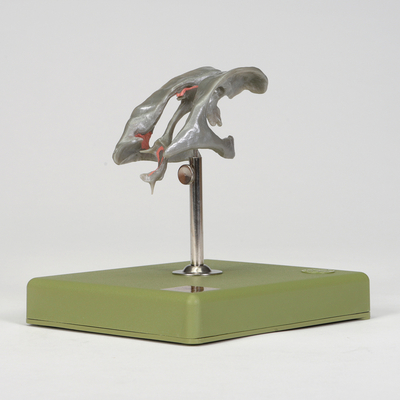 Somso Human Brain Ventricles Model | Carolina Biological Supply