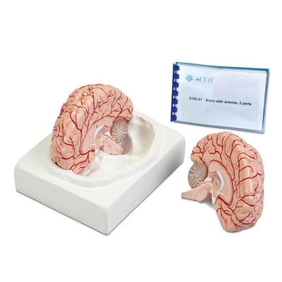 Altay® Human Brain with Arteries Model | Carolina.com
