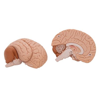 3B® Human Brain Model | Carolina Biological Supply