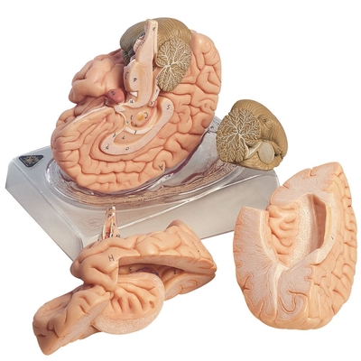 Somso® Human Brain Model, 4 Parts | Carolina Biological Supply