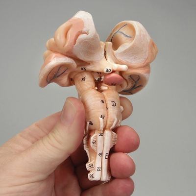 Somso Human Brain with Arteries Model | Carolina Biological Supply