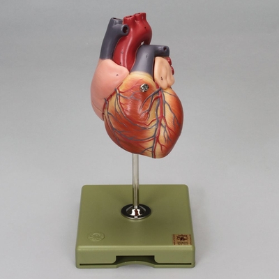 Somso® 2-Part Human Heart Model | Carolina Biological Supply