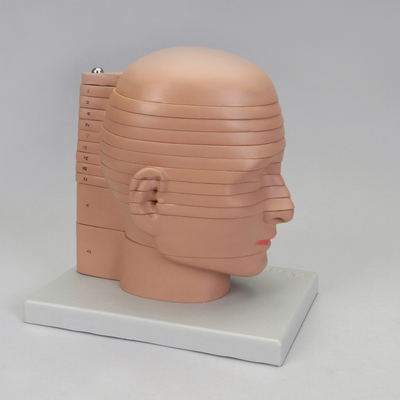Altay® Horizontally Sectioned Human Head Model | Carolina Biological Supply