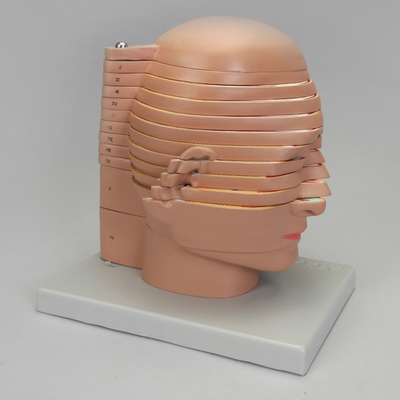 Altay® Horizontally Sectioned Human Head Model | Carolina Biological Supply