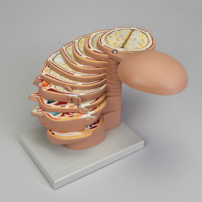 Altay® Horizontally Sectioned Human Head Model | Carolina Biological Supply