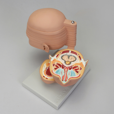 Altay® Horizontally Sectioned Human Head Model | Carolina Biological Supply