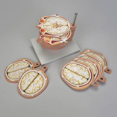 Altay® Horizontally Sectioned Human Head Model | Carolina Biological Supply
