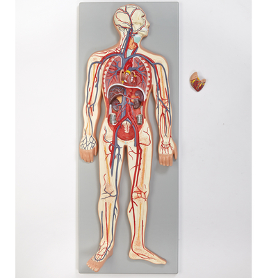 Altay® Human Circulatory System Model | Carolina Biological Supply