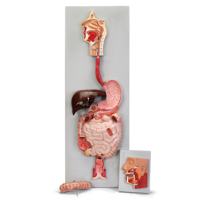 Altay Human Digestive System Model | Carolina Biological Supply