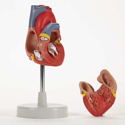 Altay® Human Heart Model | Carolina Biological Supply