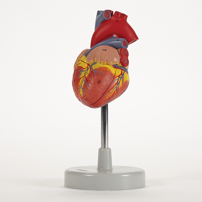 Altay® Human Heart Model | Carolina Biological Supply