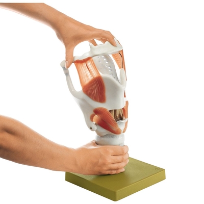 Somso Human Functional Larynx Model | Carolina Biological Supply