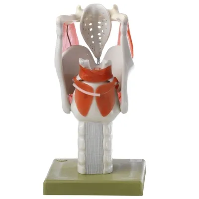 Somso Human Functional Larynx Model | Carolina Biological Supply