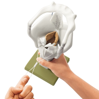 Somso Human Larynx Model | Carolina Biological Supply