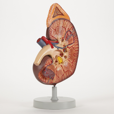 Kidney Model Anatomy