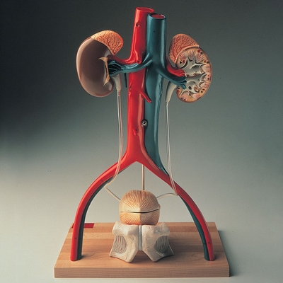 Denoyer-Geppert Free-Standing Human Urinary System Model | Carolina ...
