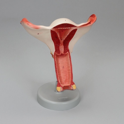 Altay® Human Female Reproductive System Model | Carolina Biological Supply