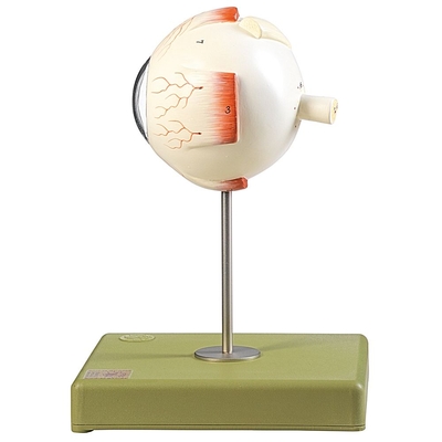 Somso® Human Sectional Eye Model | Carolina Biological Supply