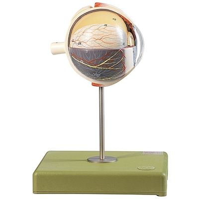 Somso® Human Sectional Eye Model | Carolina Biological Supply