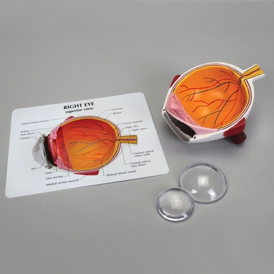 GPI Anatomicals® Economy Human Eye Model | Carolina Biological Supply