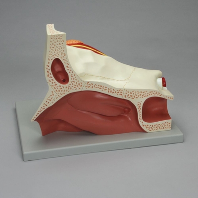 Altay Human Eye in Orbit Model | Carolina Biological Supply