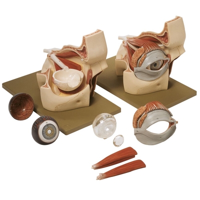 Somso® Human Eye in Orbit Model | Carolina Biological Supply
