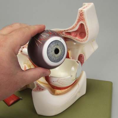 Somso® Human Eye in Orbit Model | Carolina Biological Supply