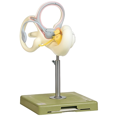 Somso Human Inner Ear Model, 18x | Carolina Biological Supply